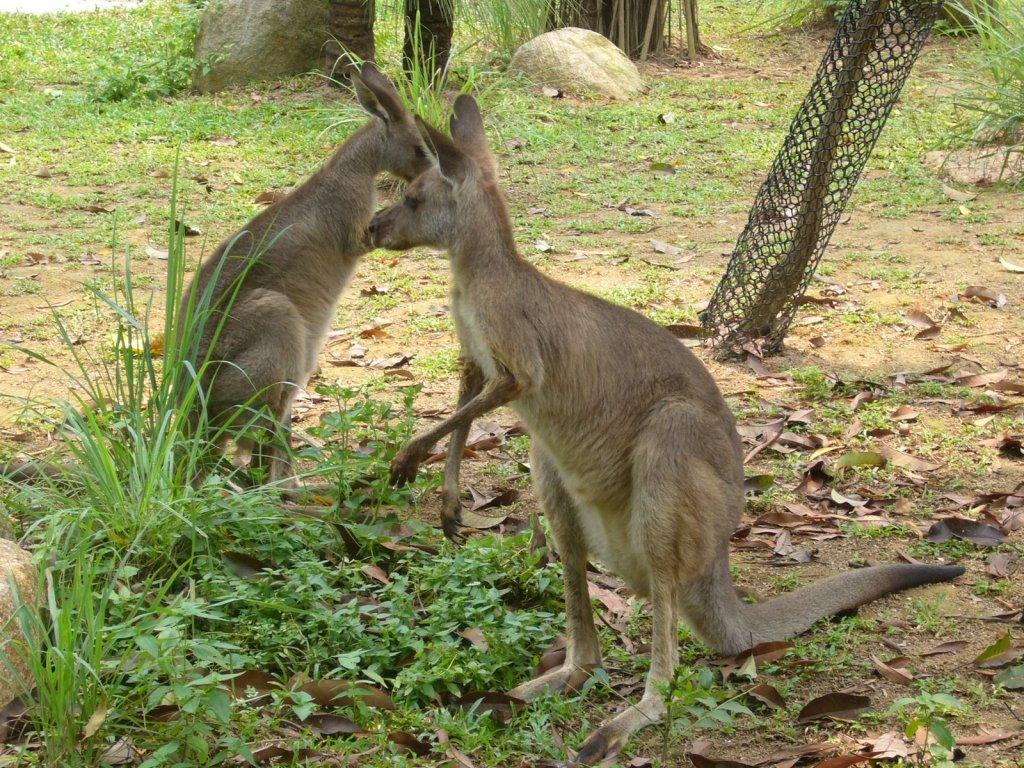 Expozitie de animale si pasari exotice