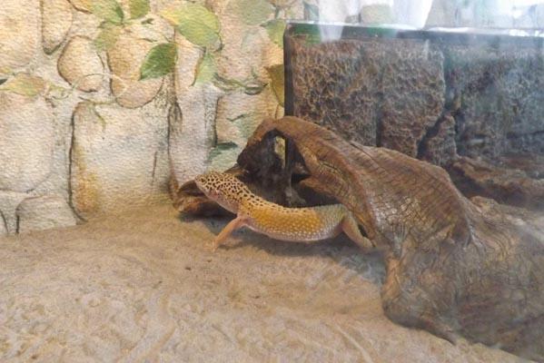 Expoziţie de animale şi plante exotice